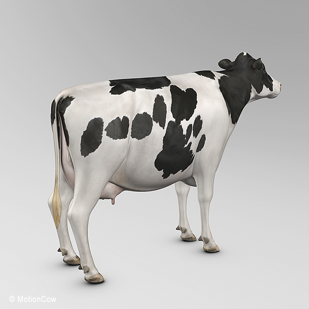 animation cow max