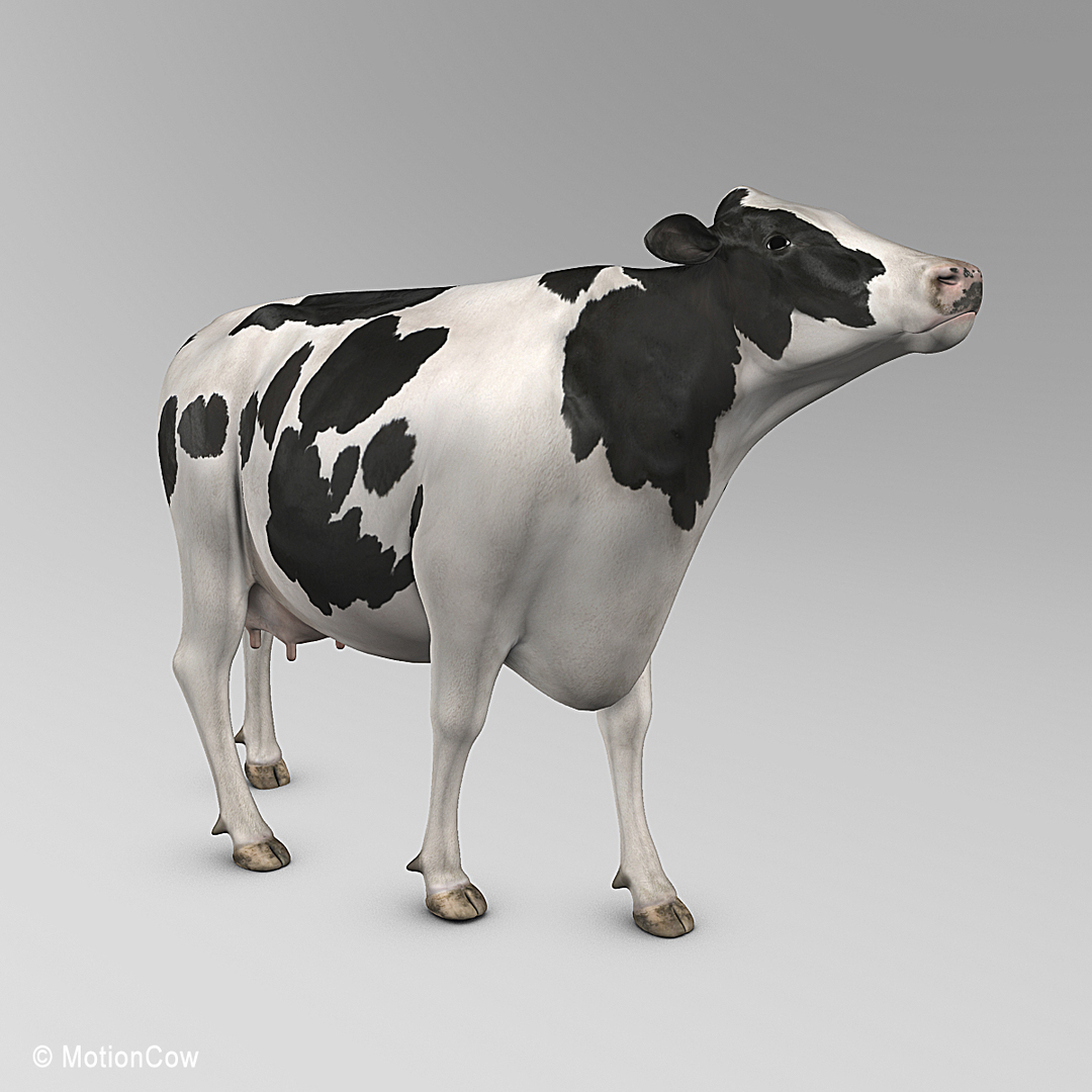 animation cow max