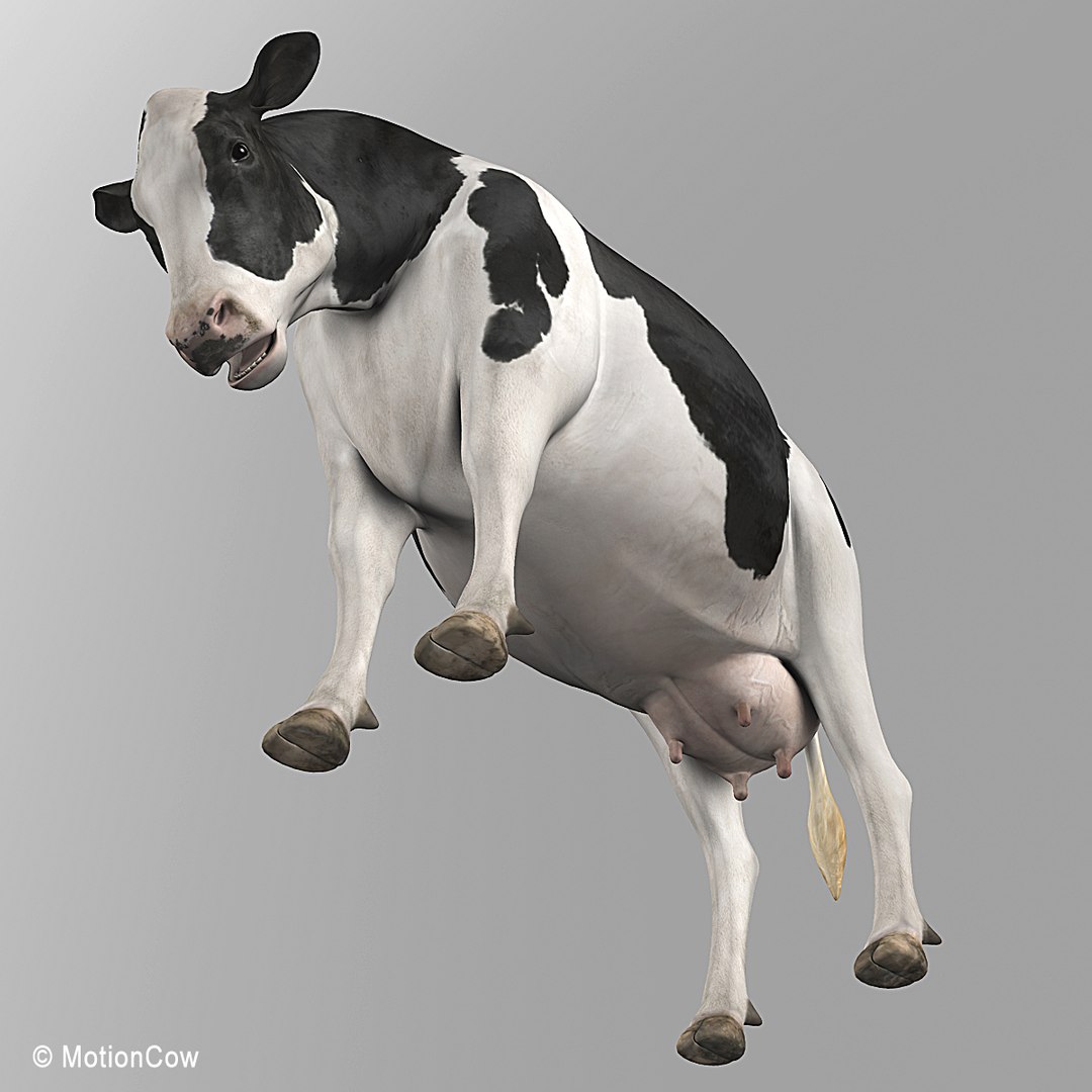 animation cow max