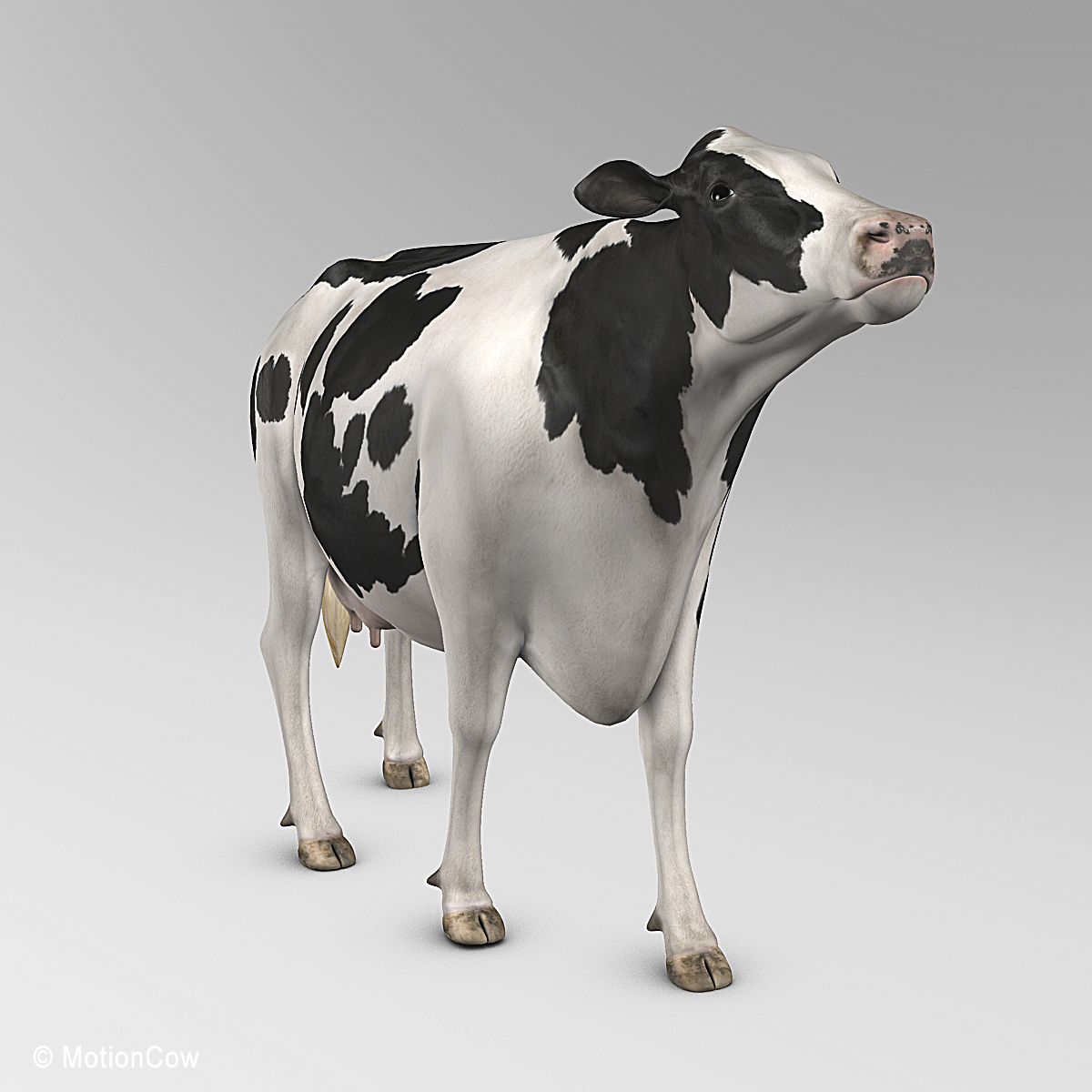 animation cow max