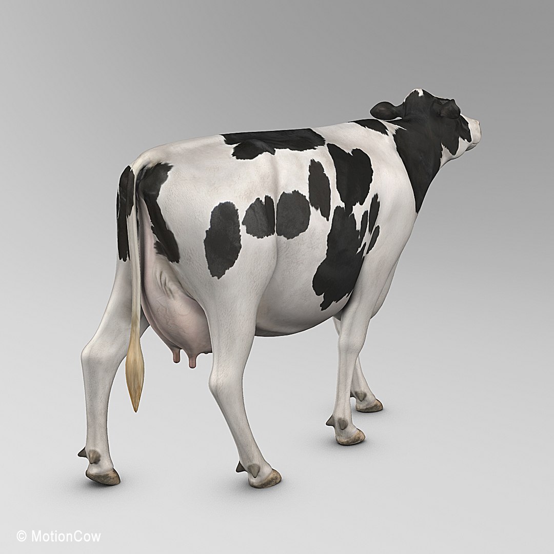 Animation Cow Max
