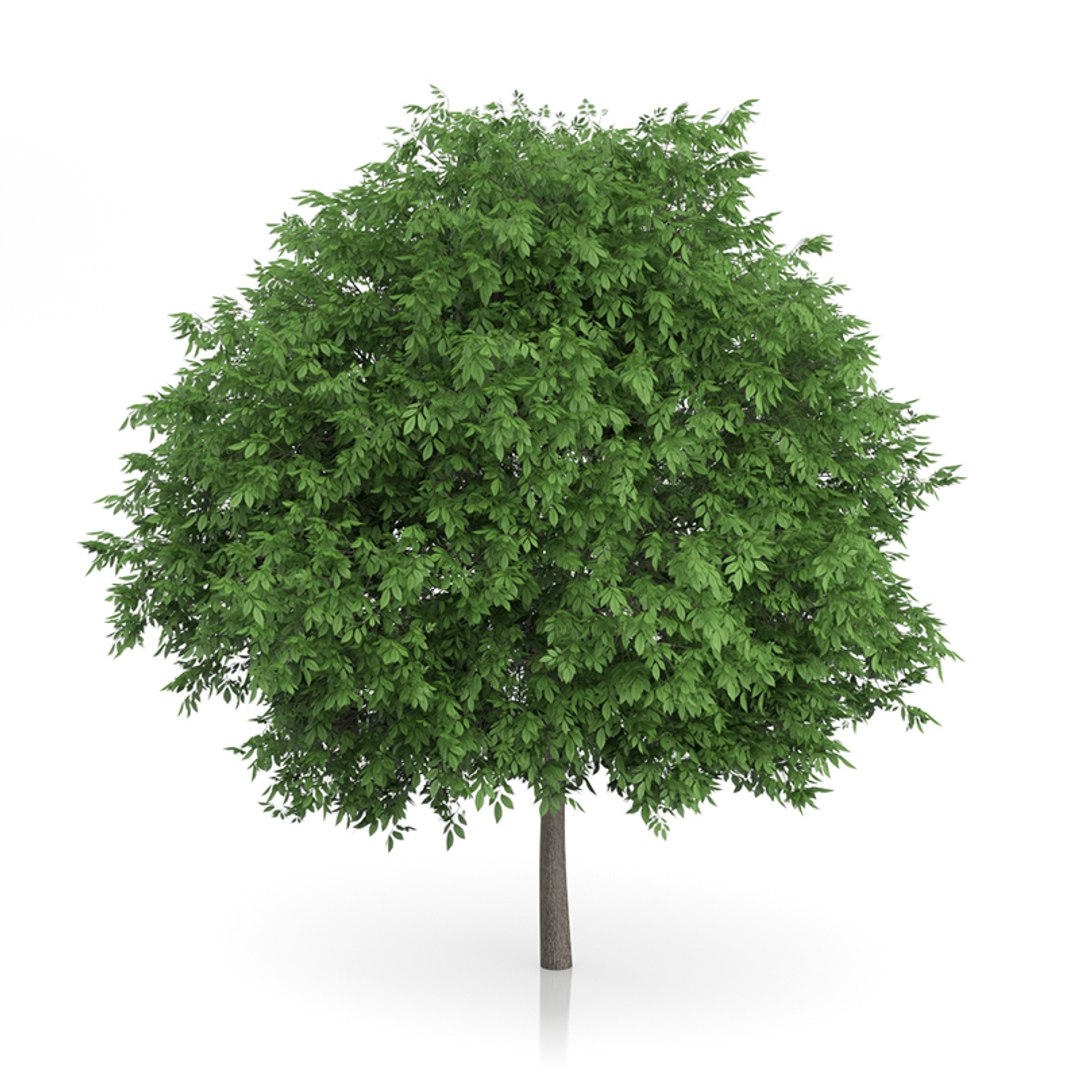 3d Common Walnut Tree Juglans Model