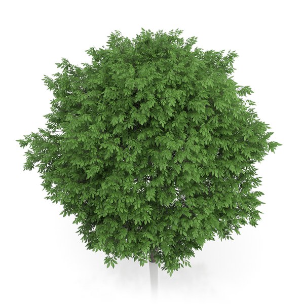 3d common walnut tree juglans model