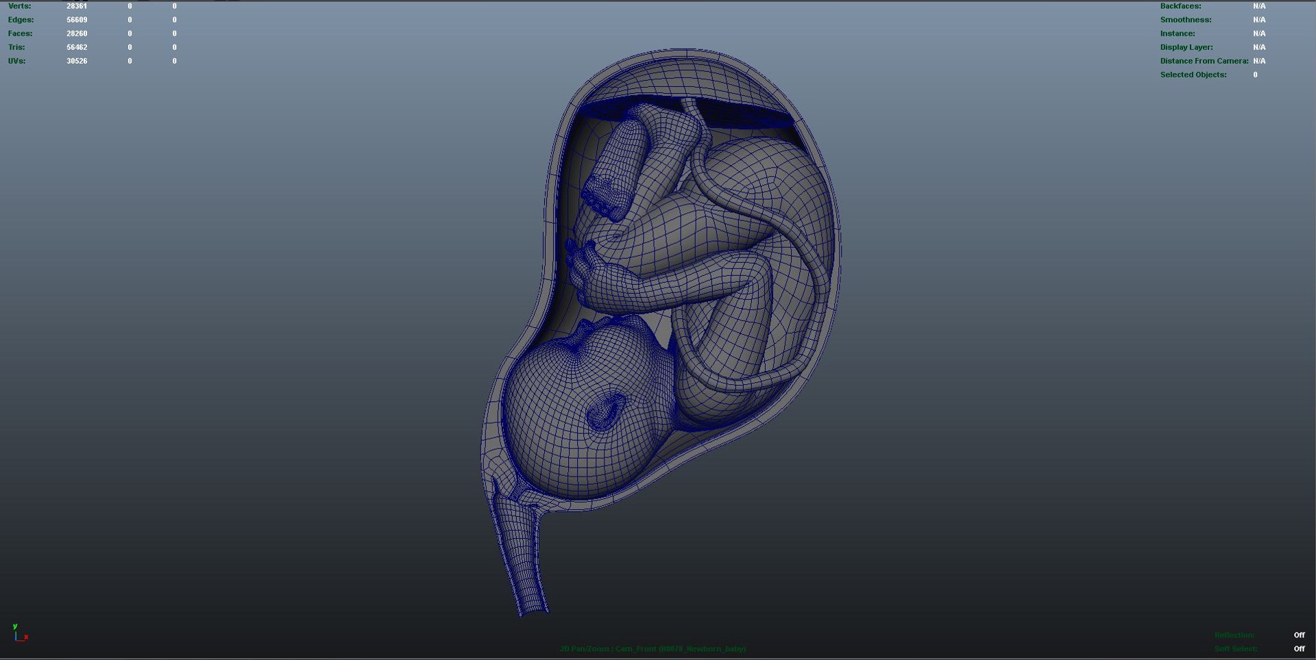 3d Model Baby Womb