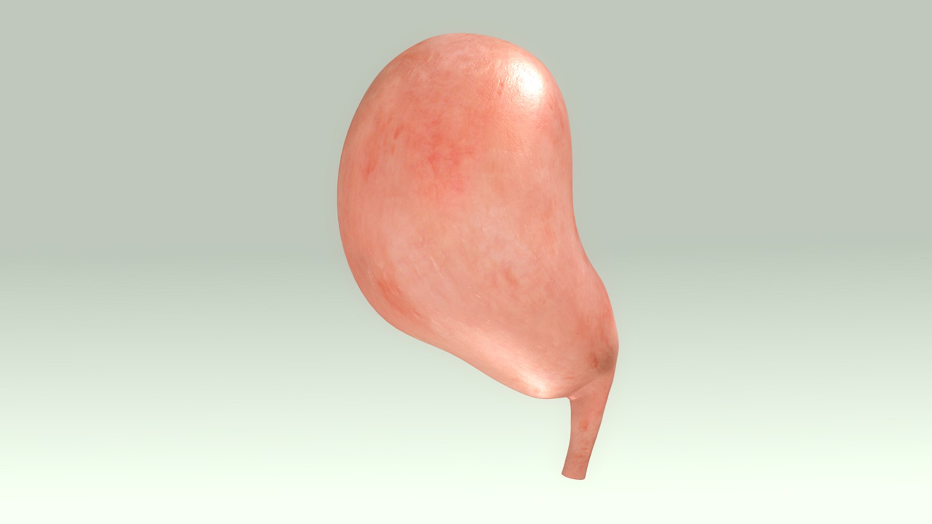 3d Model Baby Womb