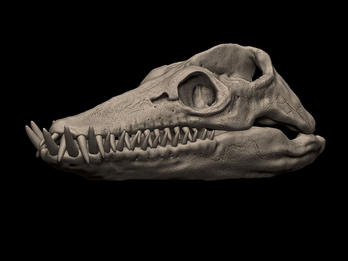 3D Elasmosaurus Skull 3D Print Model Model - TurboSquid 2396878