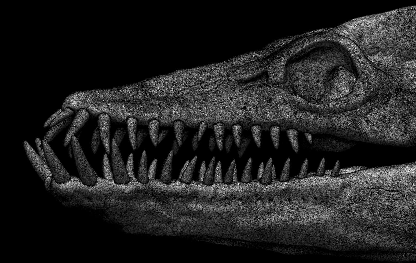 3D Elasmosaurus Skull 3D Print Model Model - TurboSquid 2396878