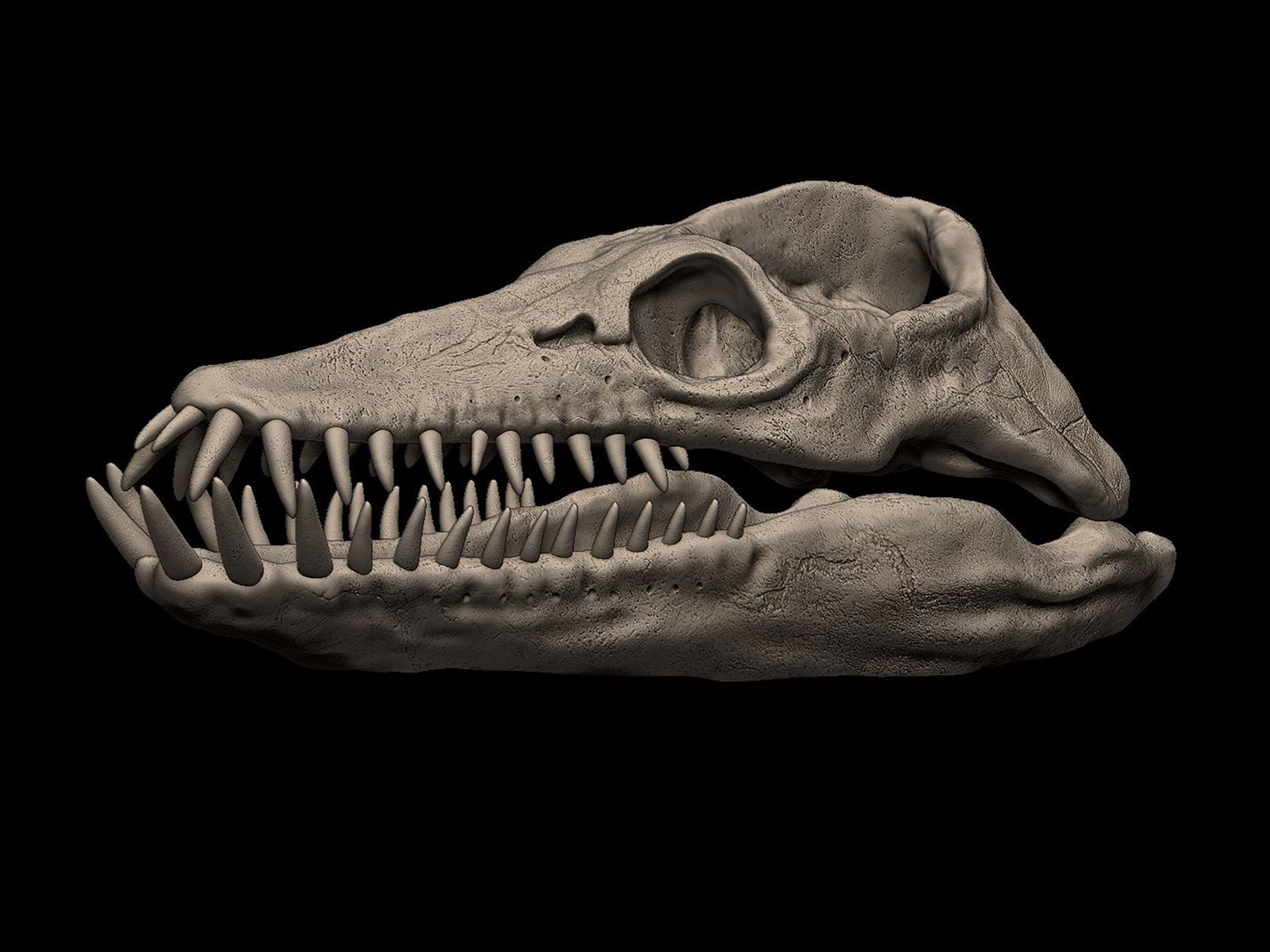 3D Elasmosaurus Skull 3D Print Model Model - TurboSquid 2396878