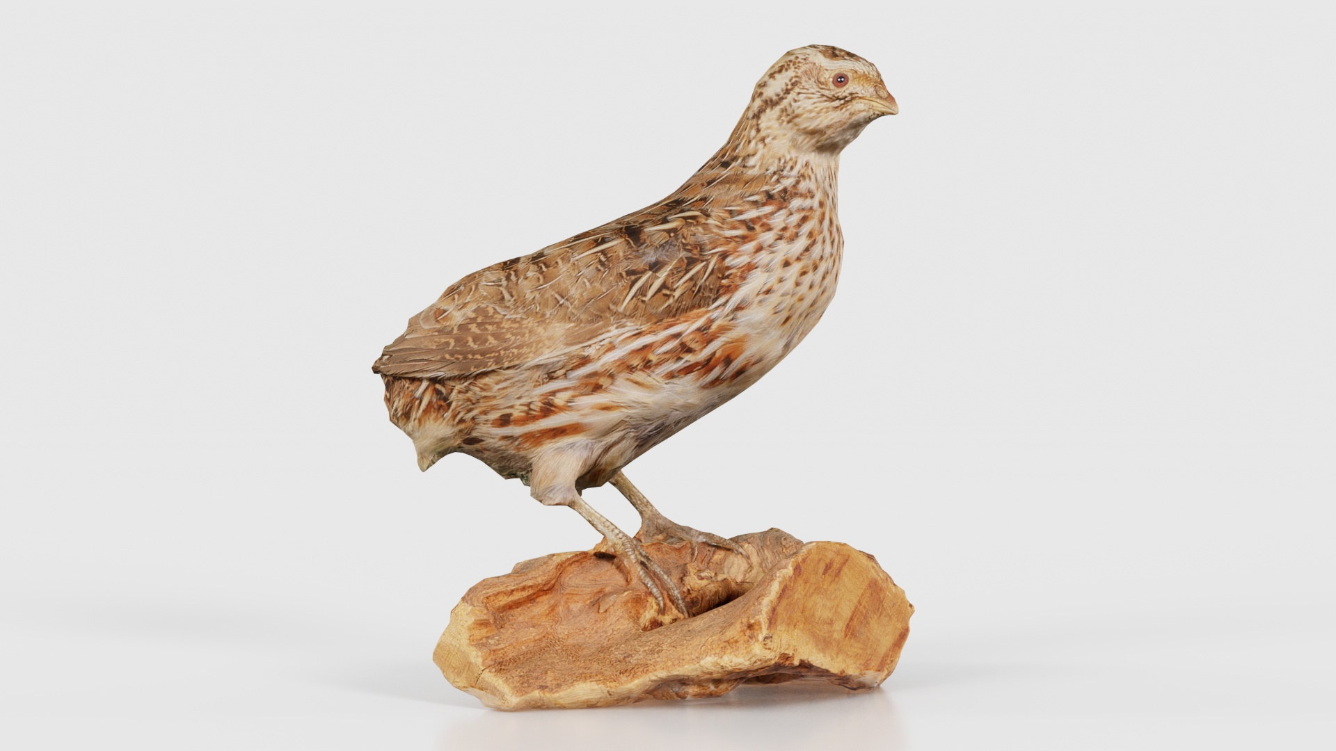 Japanese Quail Coturnix Japonica Remastered 3D Model - TurboSquid 2359522