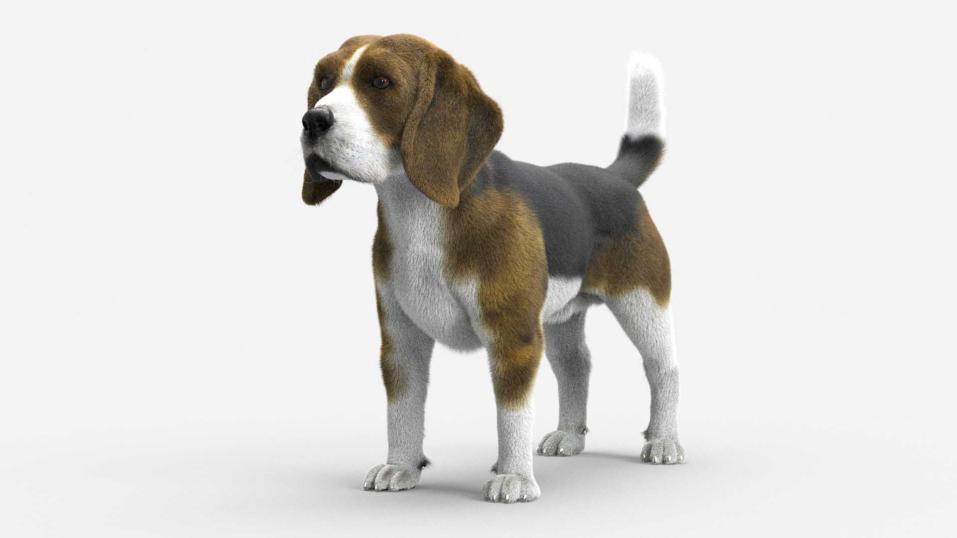 Beagle Ornatrix Ephere 3D Model - TurboSquid 1435590