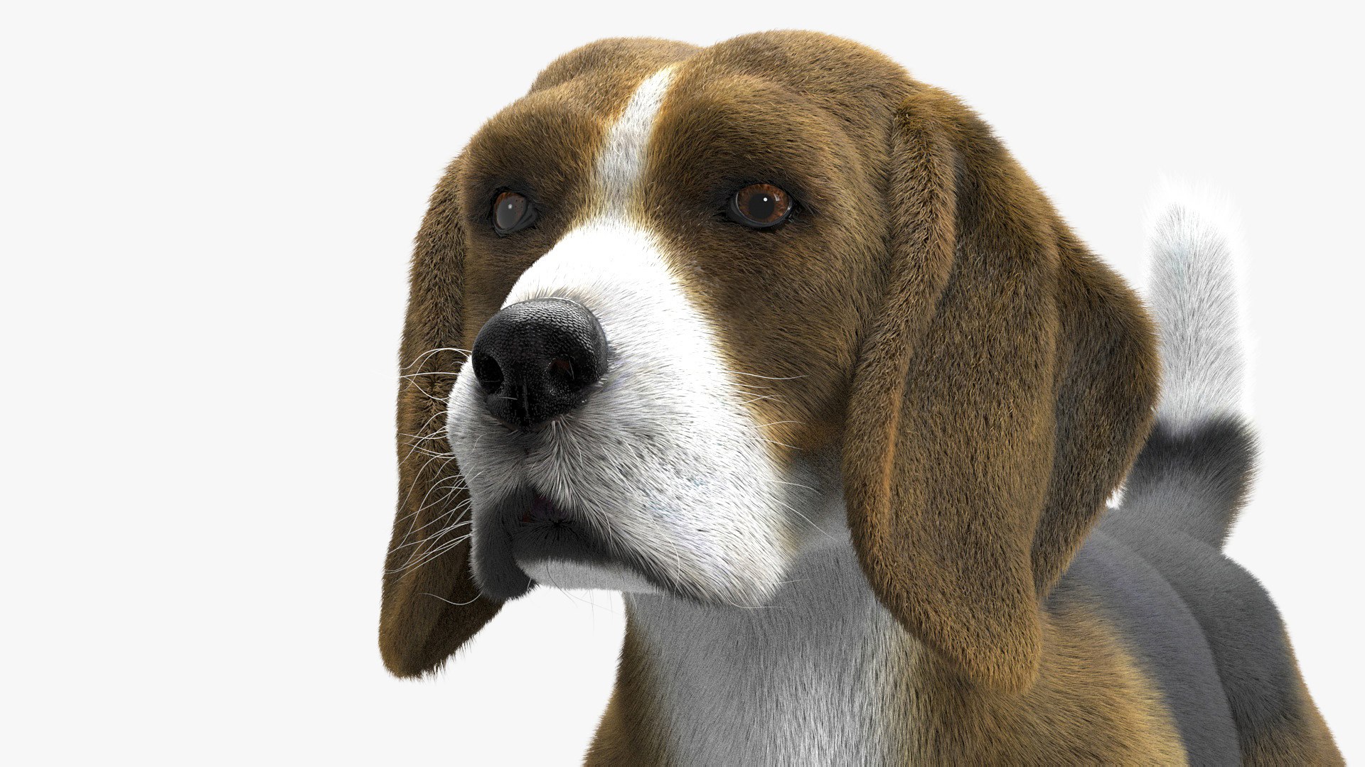 Beagle Ornatrix Ephere 3D Model - TurboSquid 1435590