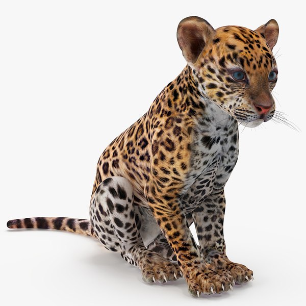 modelo 3d Cachorro de leopardo sentado en postura - TurboSquid 2335370