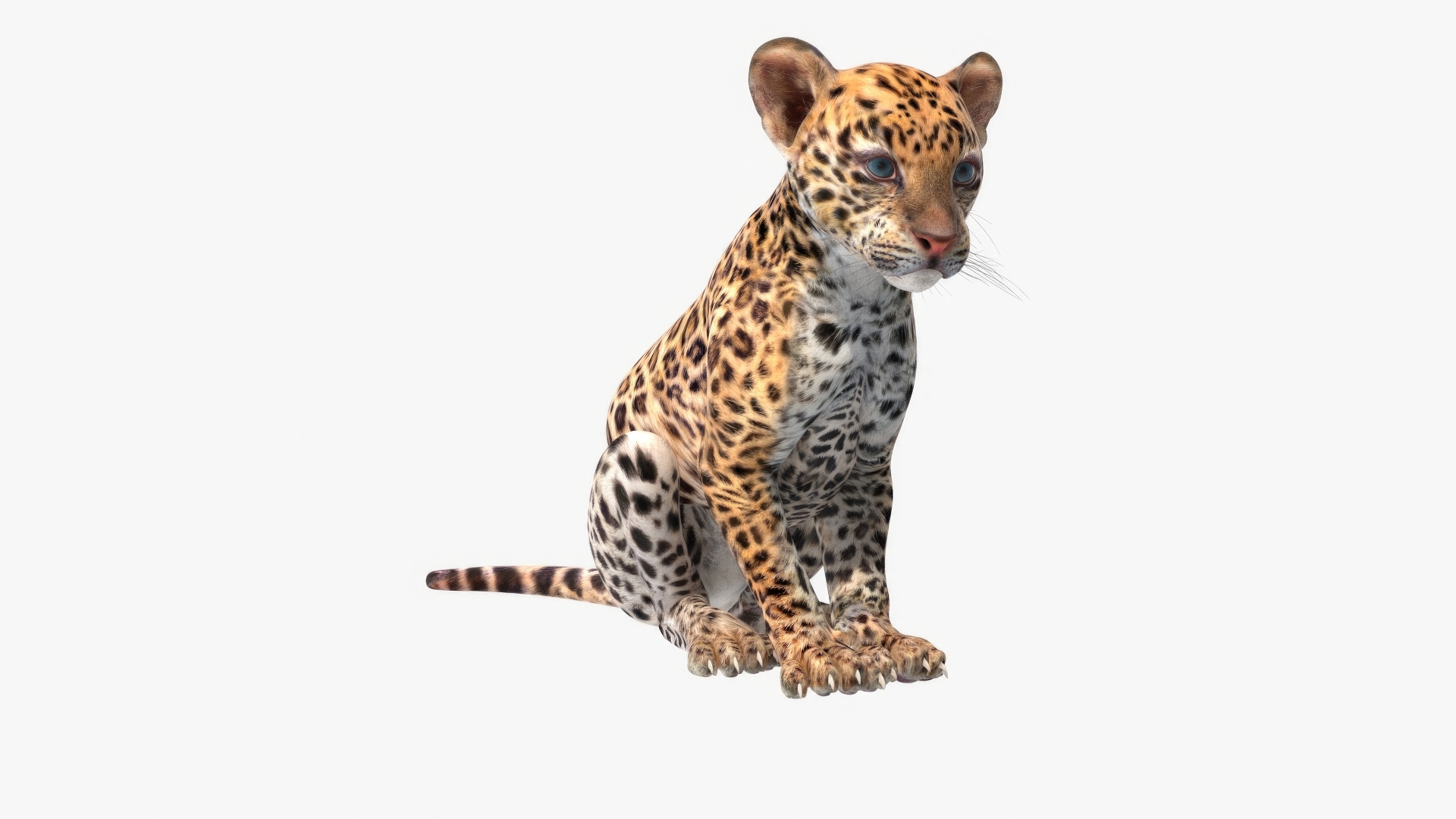 3D Leopard Cub Sitting Pose Model - TurboSquid 2335370