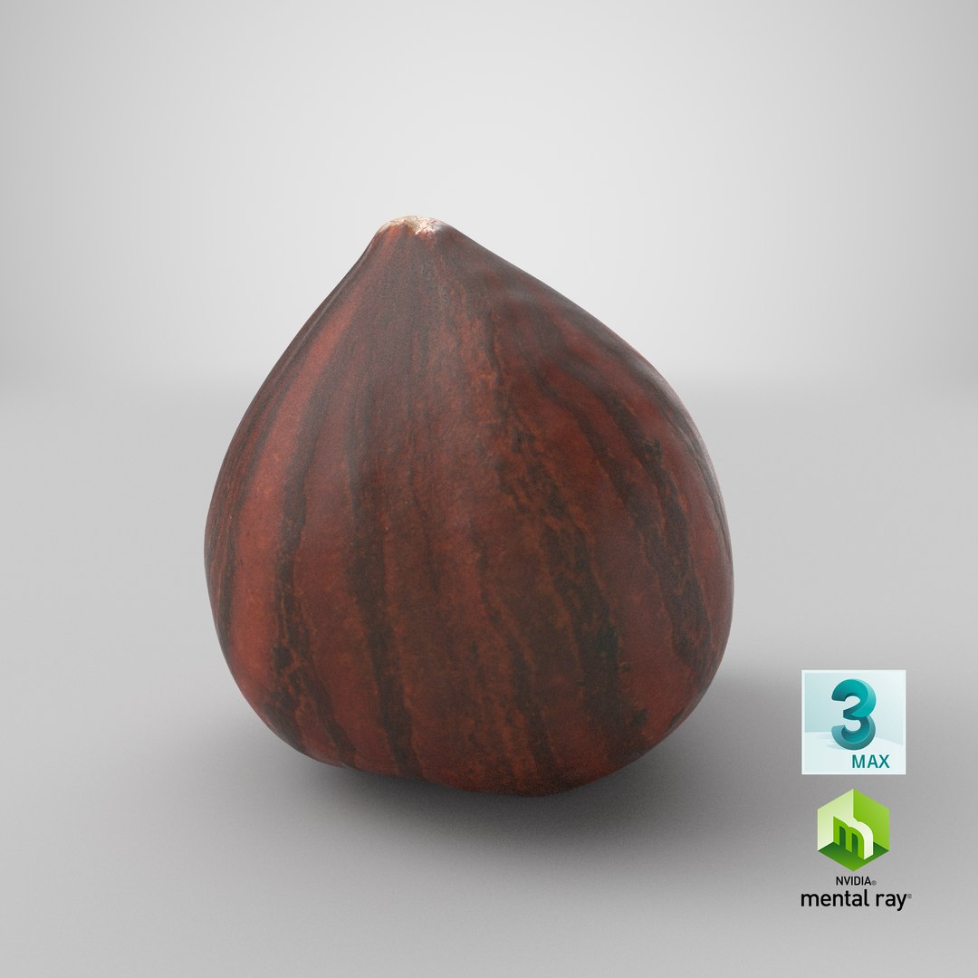 Hazelnut 02 3D - TurboSquid 1949963