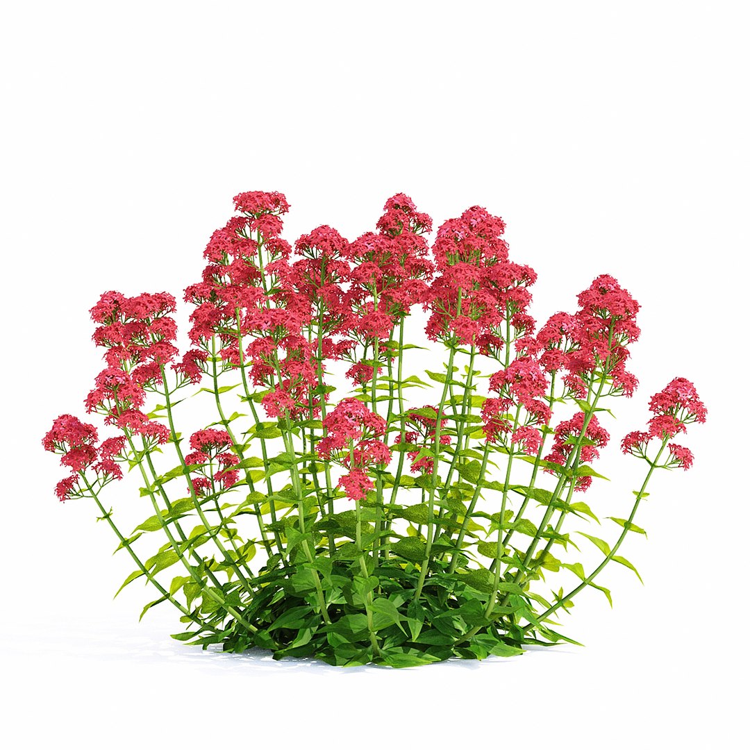 3D Centranthus Ruber - TurboSquid 1909115