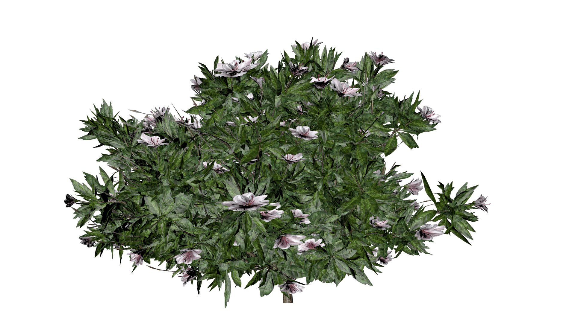 Azalea Shrub With White Flowers - 02 - 3D Model - TurboSquid 2372492