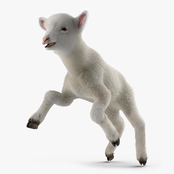 3D Lamb Models | TurboSquid