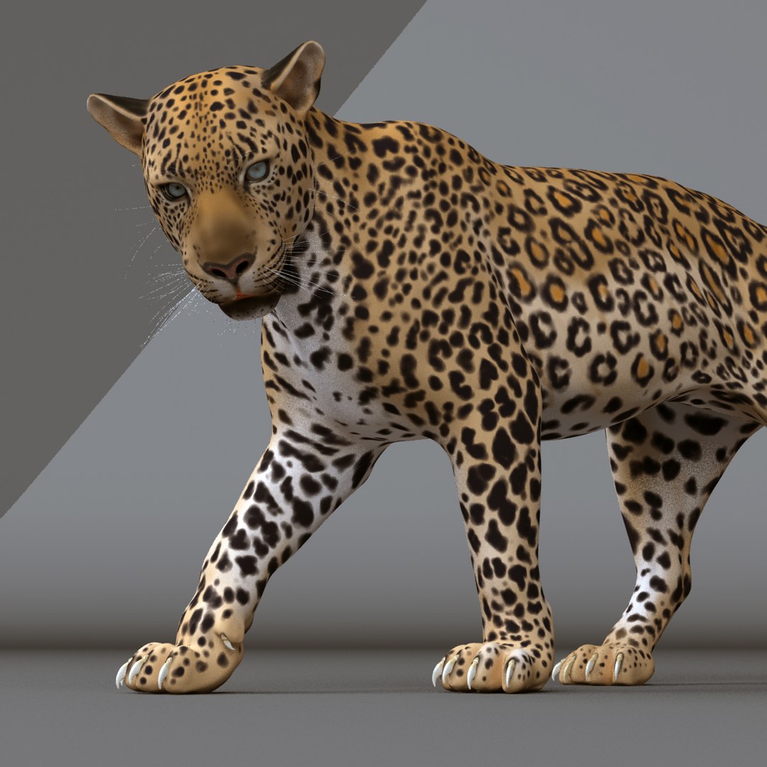 Free Leopard Rig 3D Model - TurboSquid 1182228