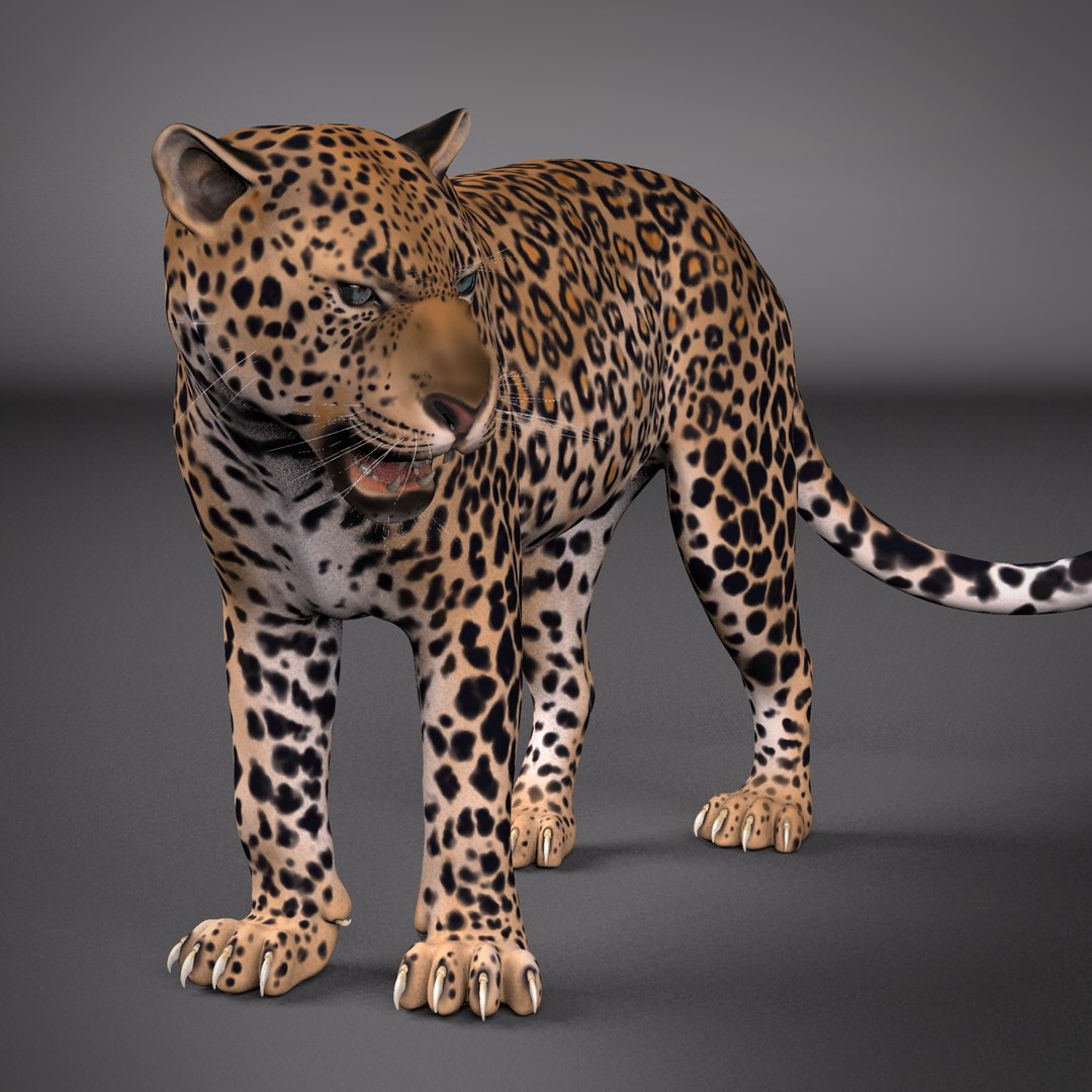 Free Leopard Rig 3D Model - TurboSquid 1182228