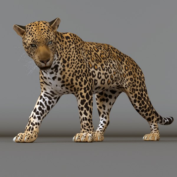 modelo 3d Leopard Maya Rig v2 (licencia de estudio) - TurboSquid 1182228