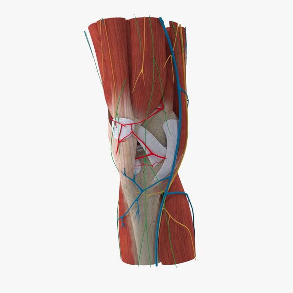 modelo 3d Anatomía completa de la rodilla - TurboSquid 1435480