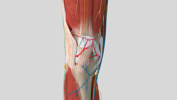 modelo 3d Anatomía completa de la rodilla - TurboSquid 1435480