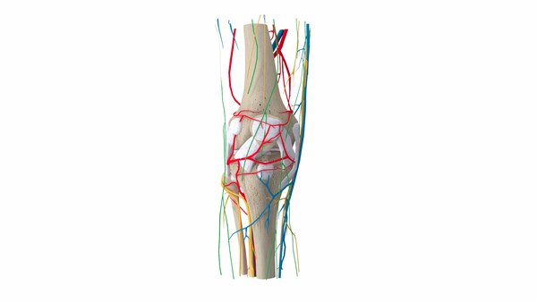 modelo 3d Anatomía completa de la rodilla - TurboSquid 1435480