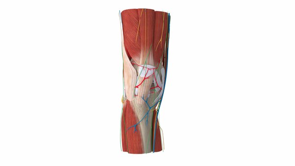 modelo 3d Anatomía completa de la rodilla - TurboSquid 1435480