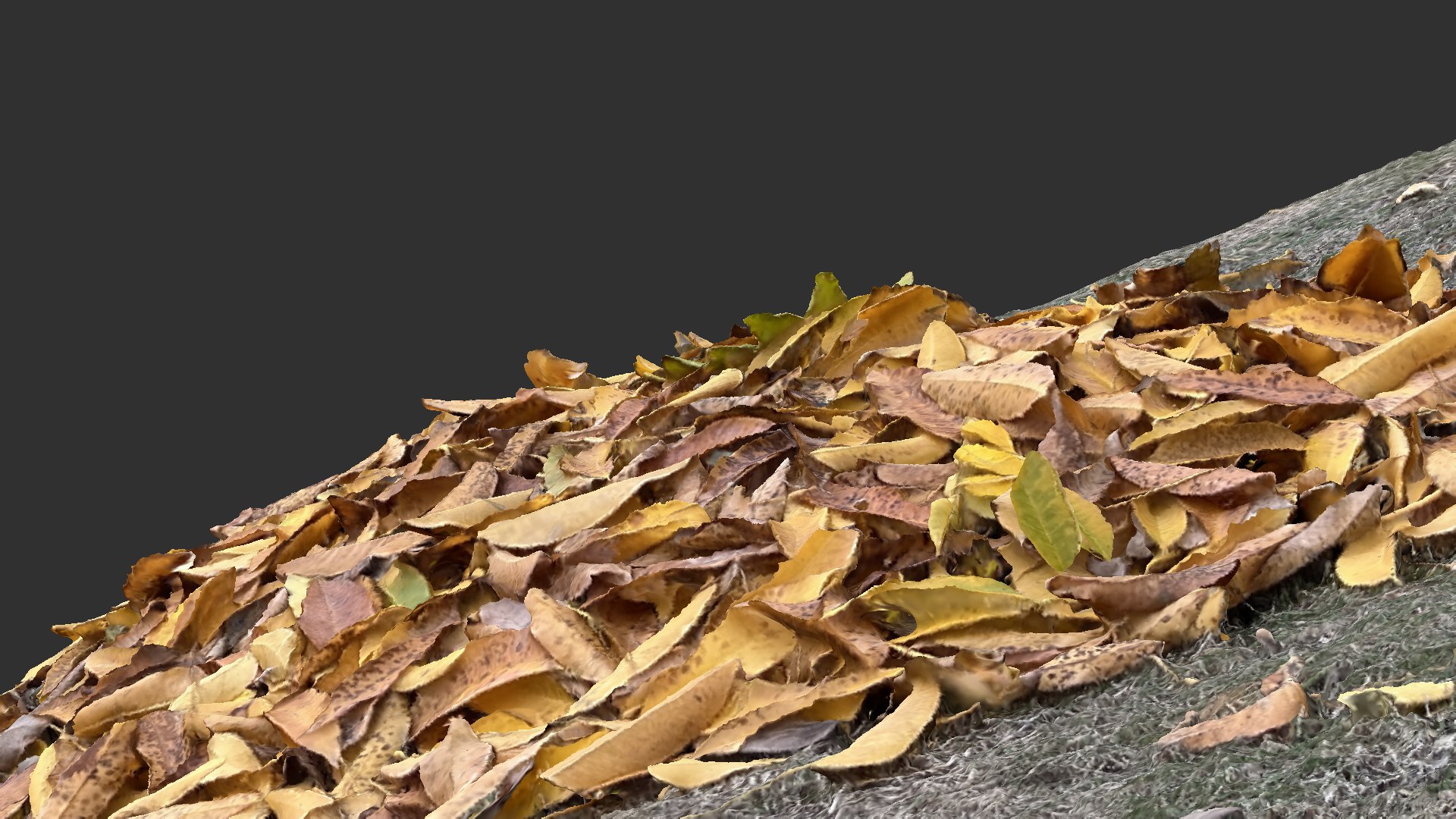 3D Leaves On The Ground 3d Scan - TurboSquid 1995575