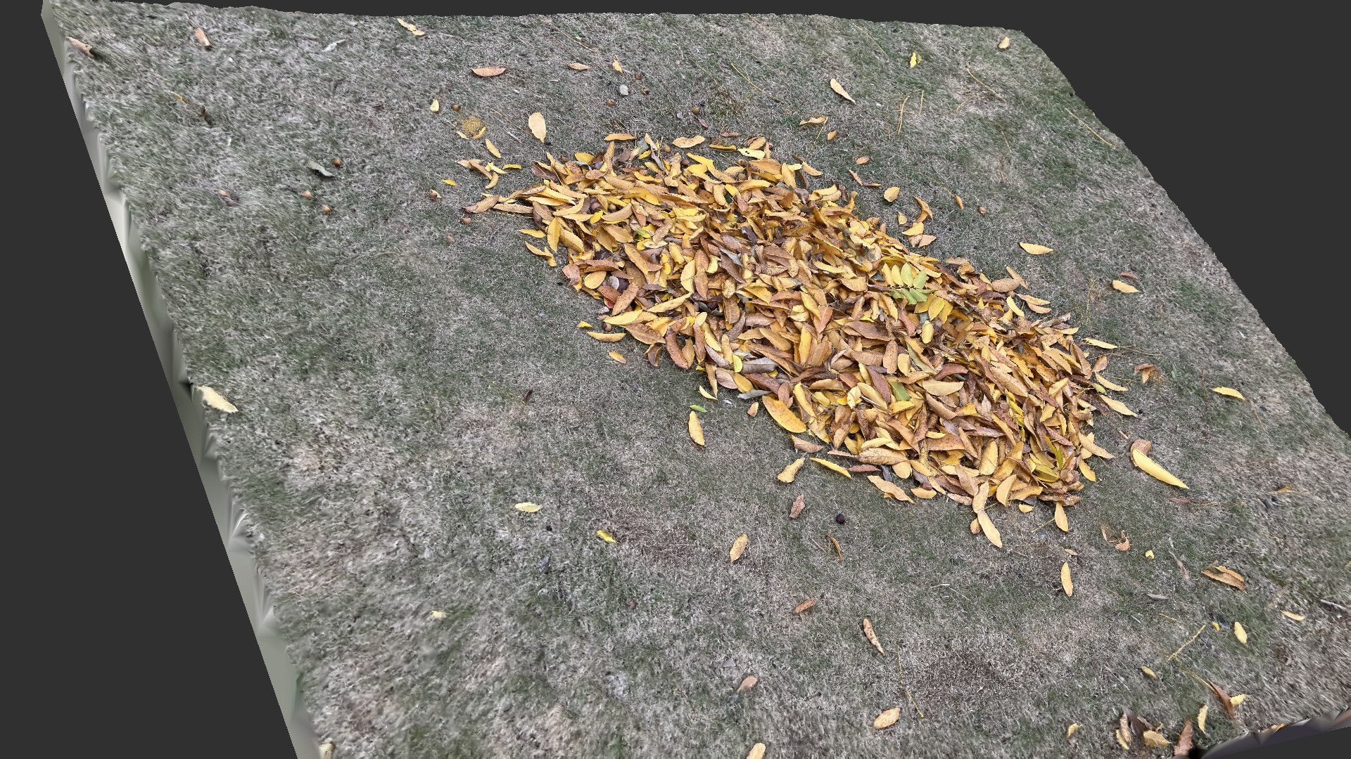 3D Leaves On The Ground 3d Scan - TurboSquid 1995575