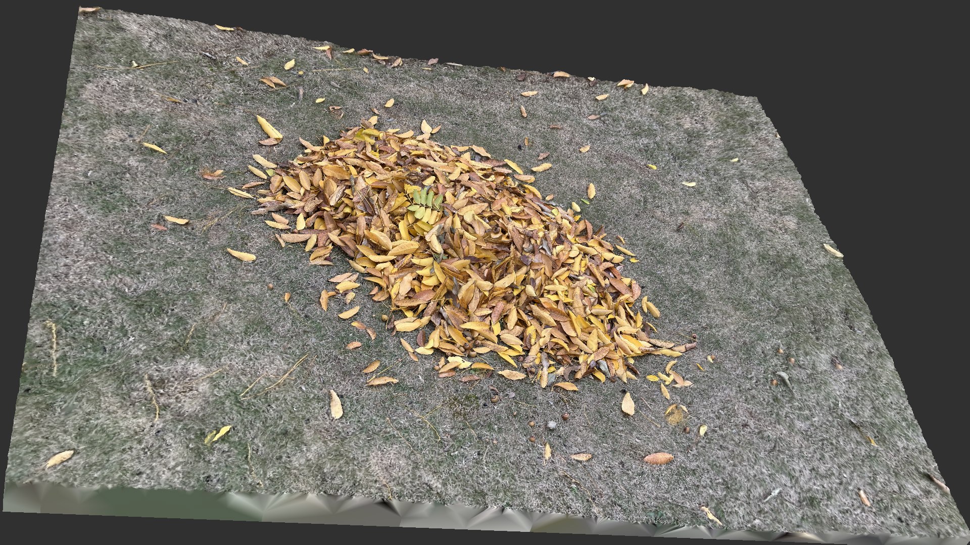 3D Leaves On The Ground 3d Scan - TurboSquid 1995575