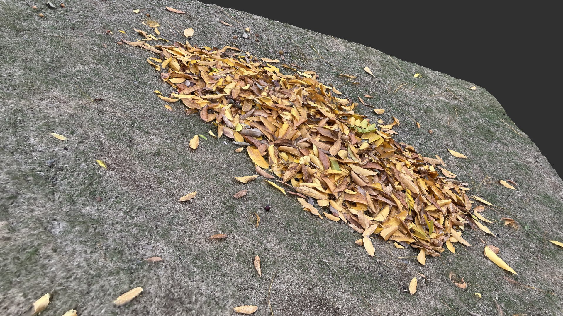 3D Leaves On The Ground 3d Scan - TurboSquid 1995575