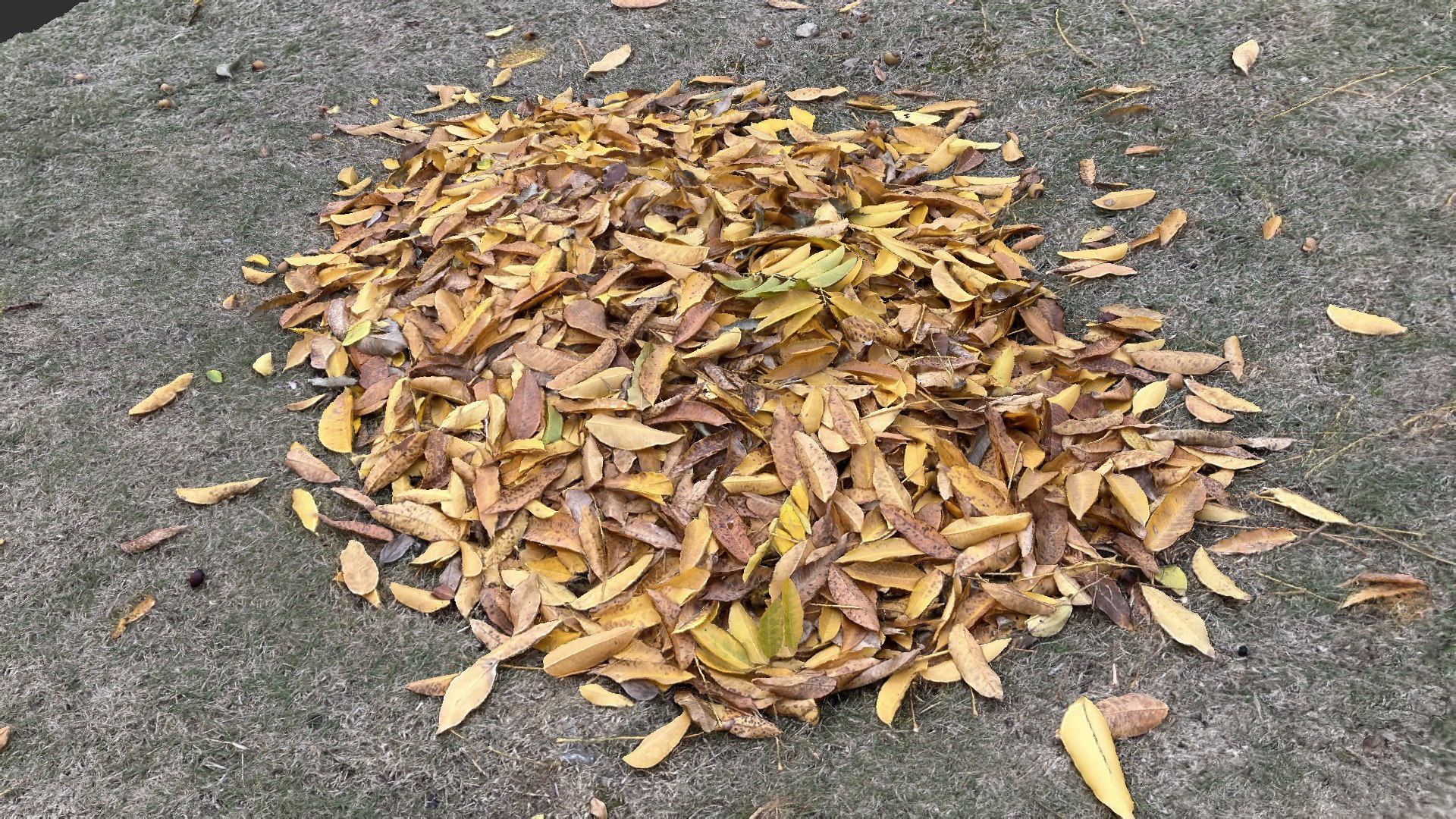 3D Leaves On The Ground 3d Scan - TurboSquid 1995575