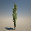 cypress tree 3d model