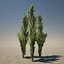 cypress tree 3d model