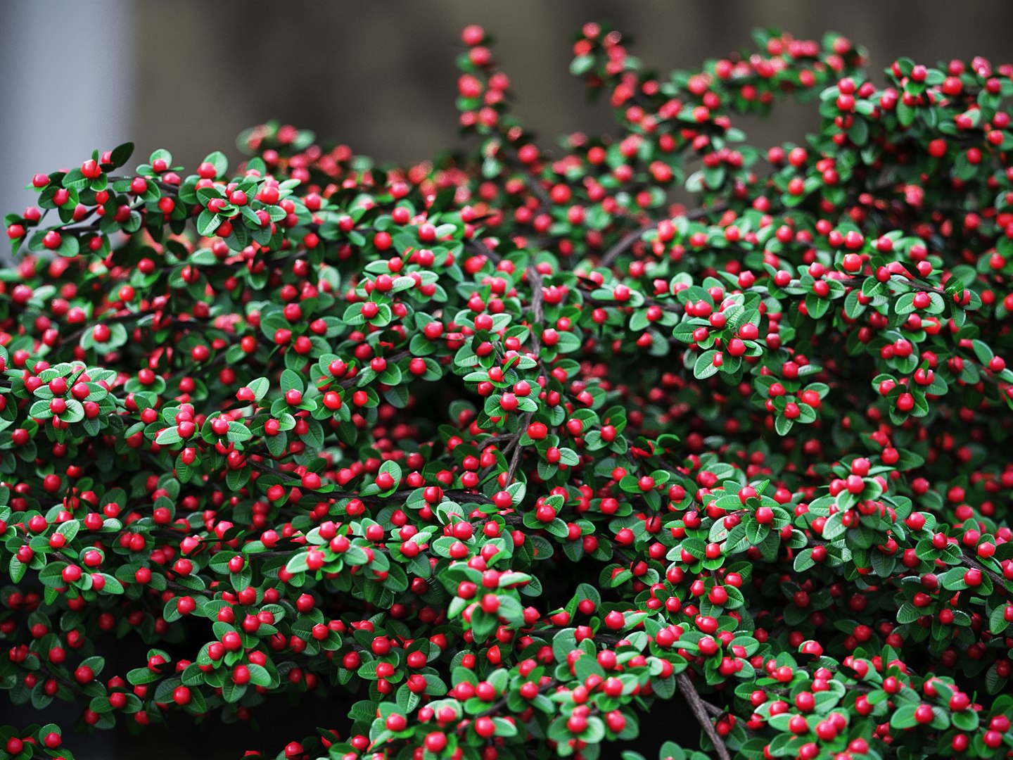 3D XfrogPlants Rock Cotoneaster - Cotoneaster Horizontalis Model ...