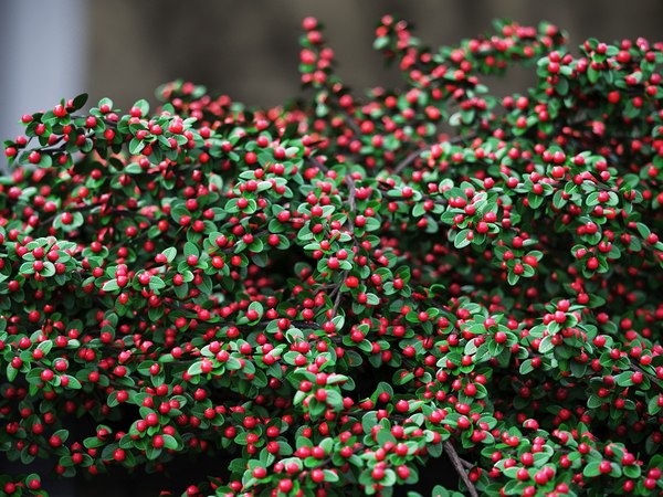 3D XfrogPlants Rock Cotoneaster - Cotoneaster Horizontalis model ...