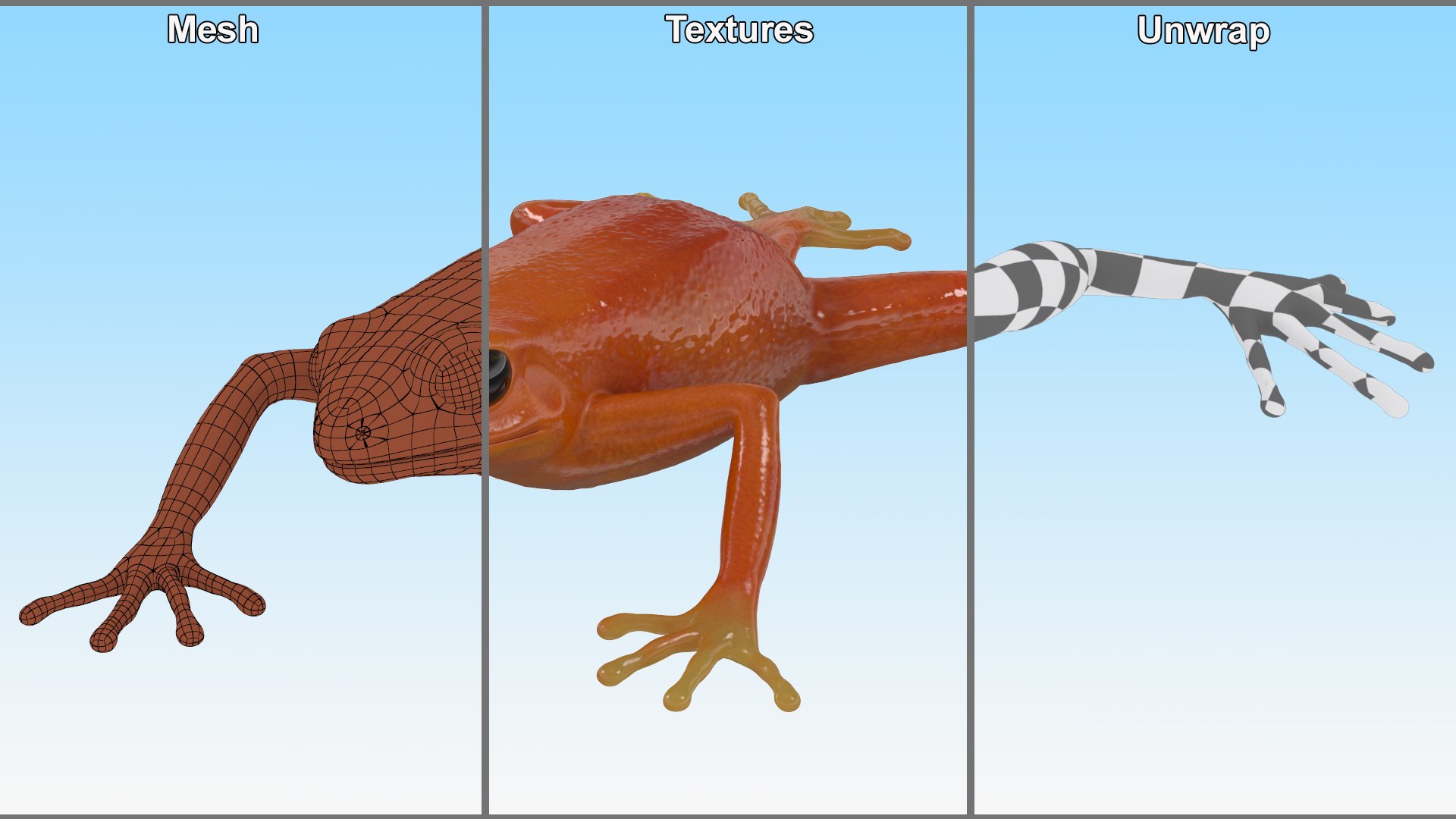 3D Mantella Frog Model - TurboSquid 2279714
