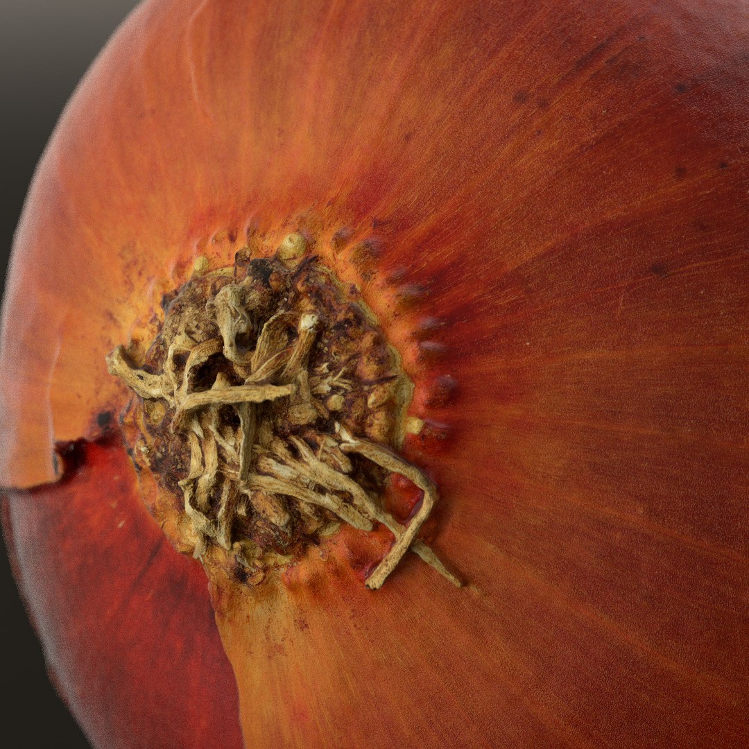 Onion 3D Model - TurboSquid 1190896