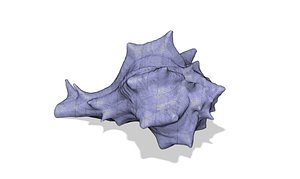 3D Conch Shell Models - Browse & Download Formats - TurboSquid