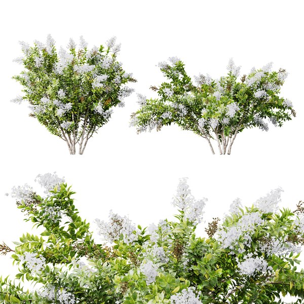 modelo 3d Plantas HQ Mirto Flor Blanca pequeña - TurboSquid 2129305