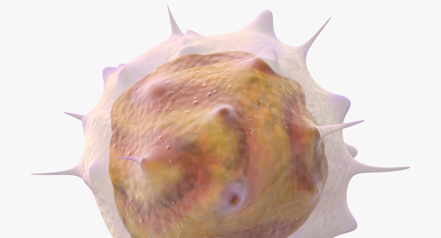 3D white blood cell lymphocytes - TurboSquid 1327133