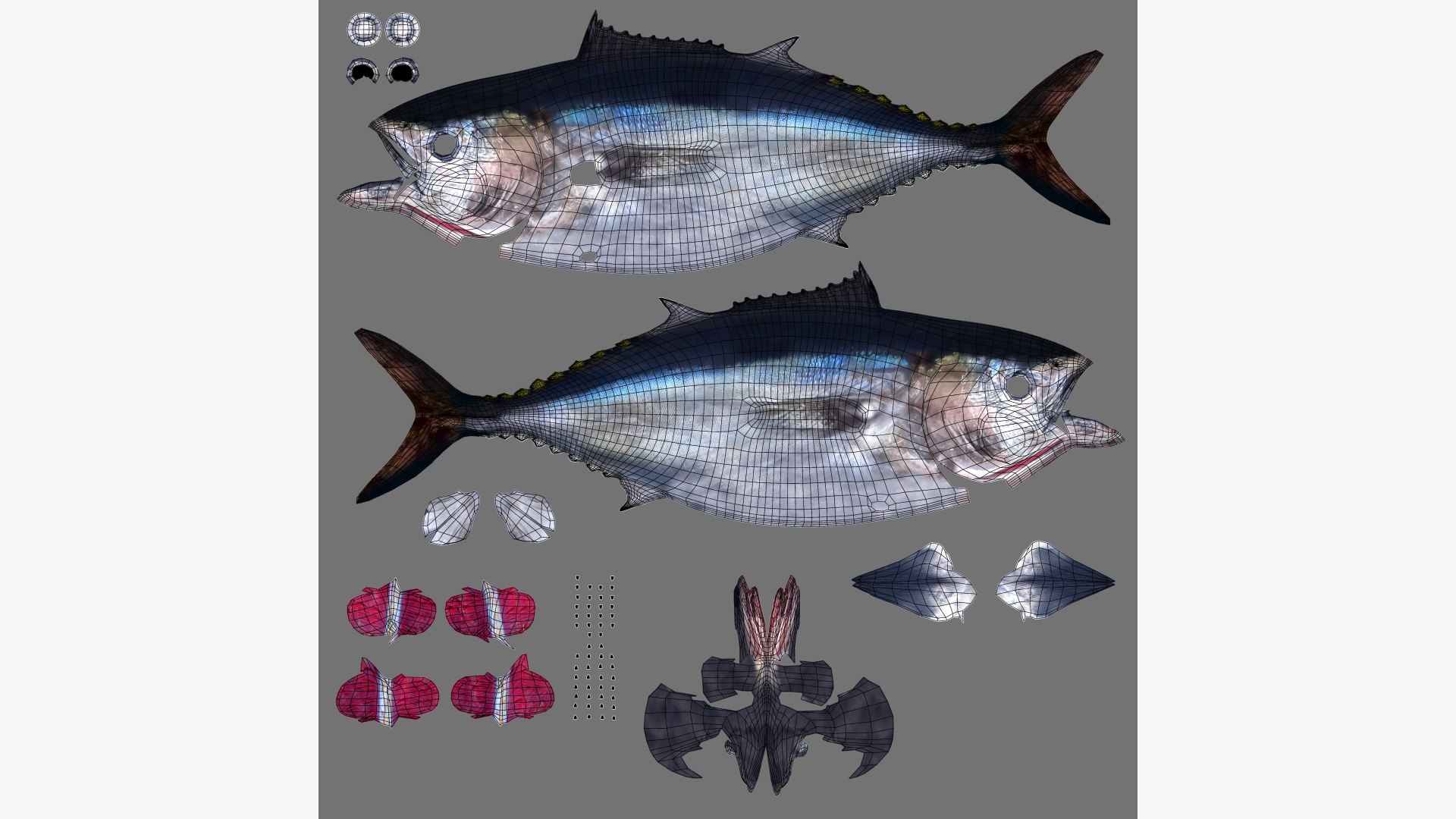 Pacific Bluefin Tuna 3D Model - TurboSquid 2366524