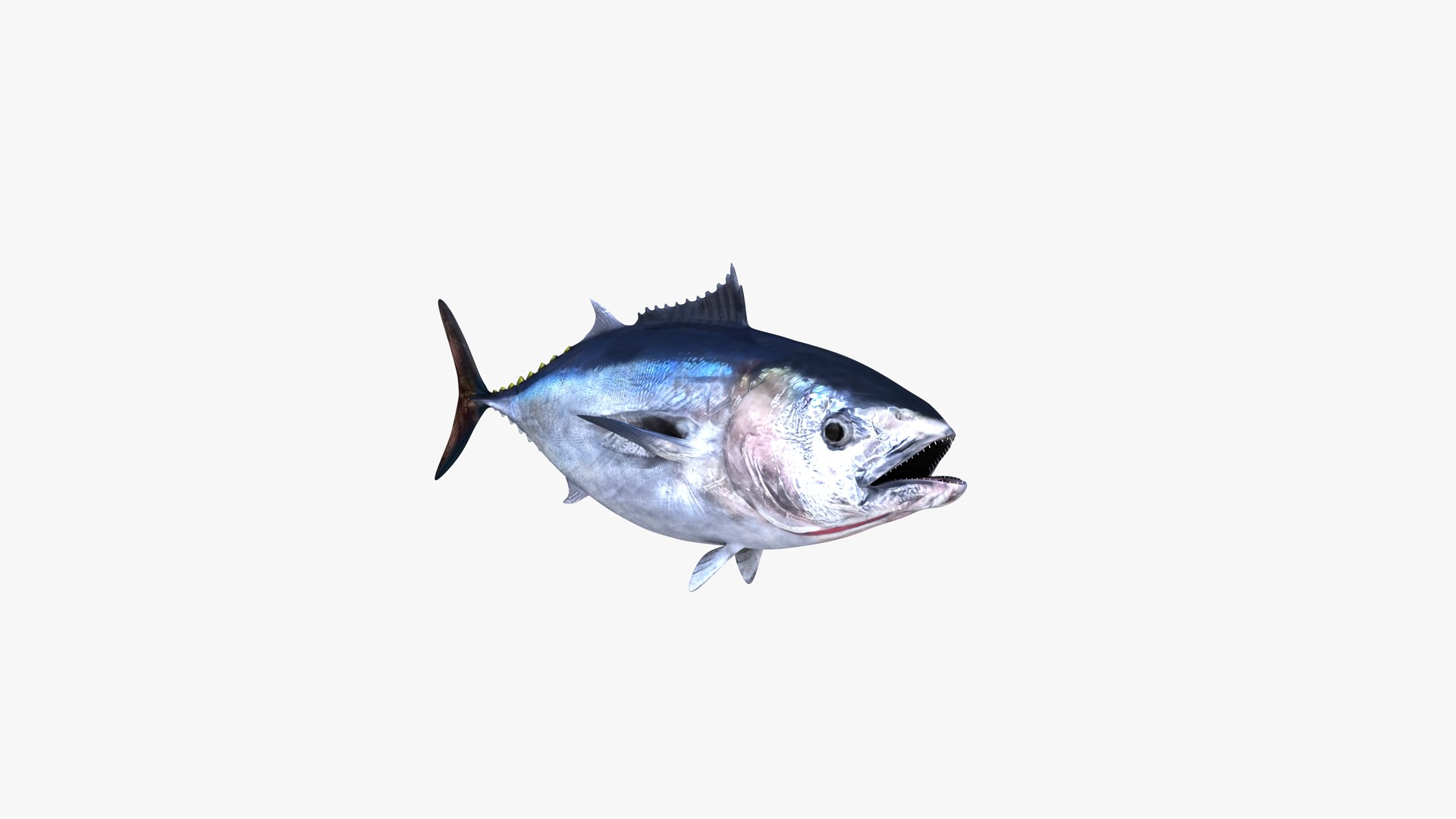 Pacific Bluefin Tuna 3D Model - TurboSquid 2366524