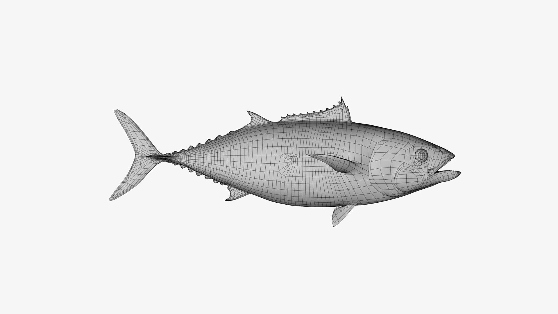Pacific Bluefin Tuna 3D Model - TurboSquid 2366524