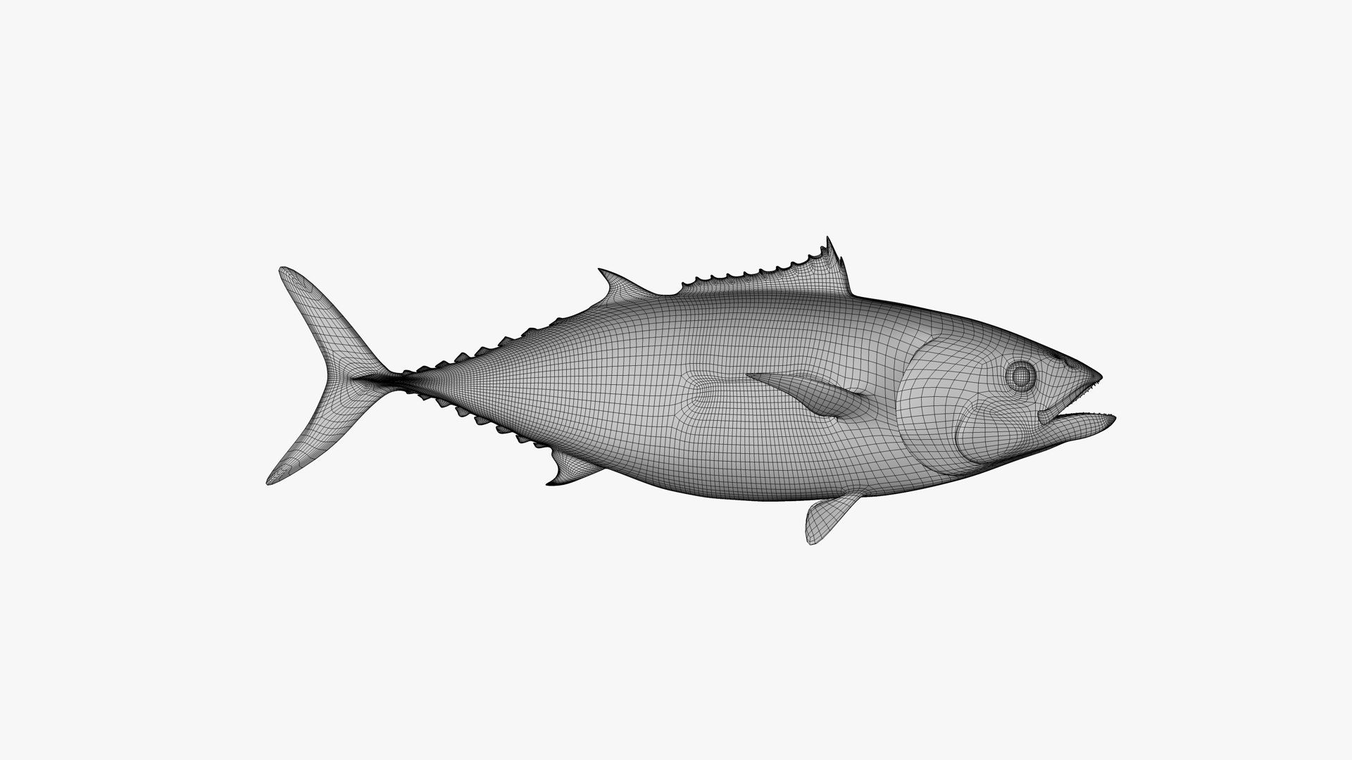 Pacific Bluefin Tuna 3D Model - TurboSquid 2366524