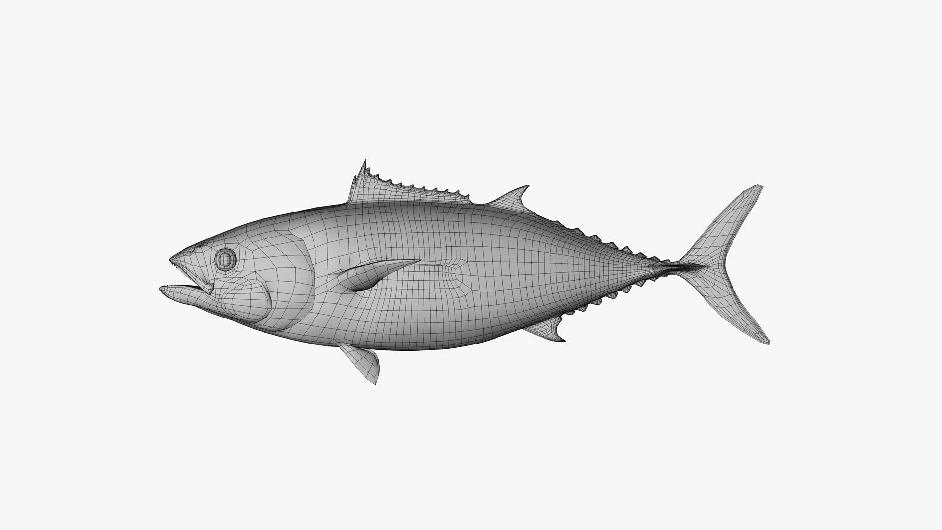 Pacific Bluefin Tuna 3D Model - TurboSquid 2366524