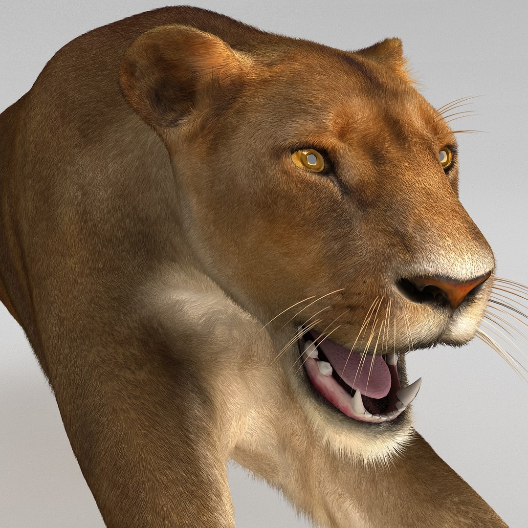 3d lioness pose 3 fur model