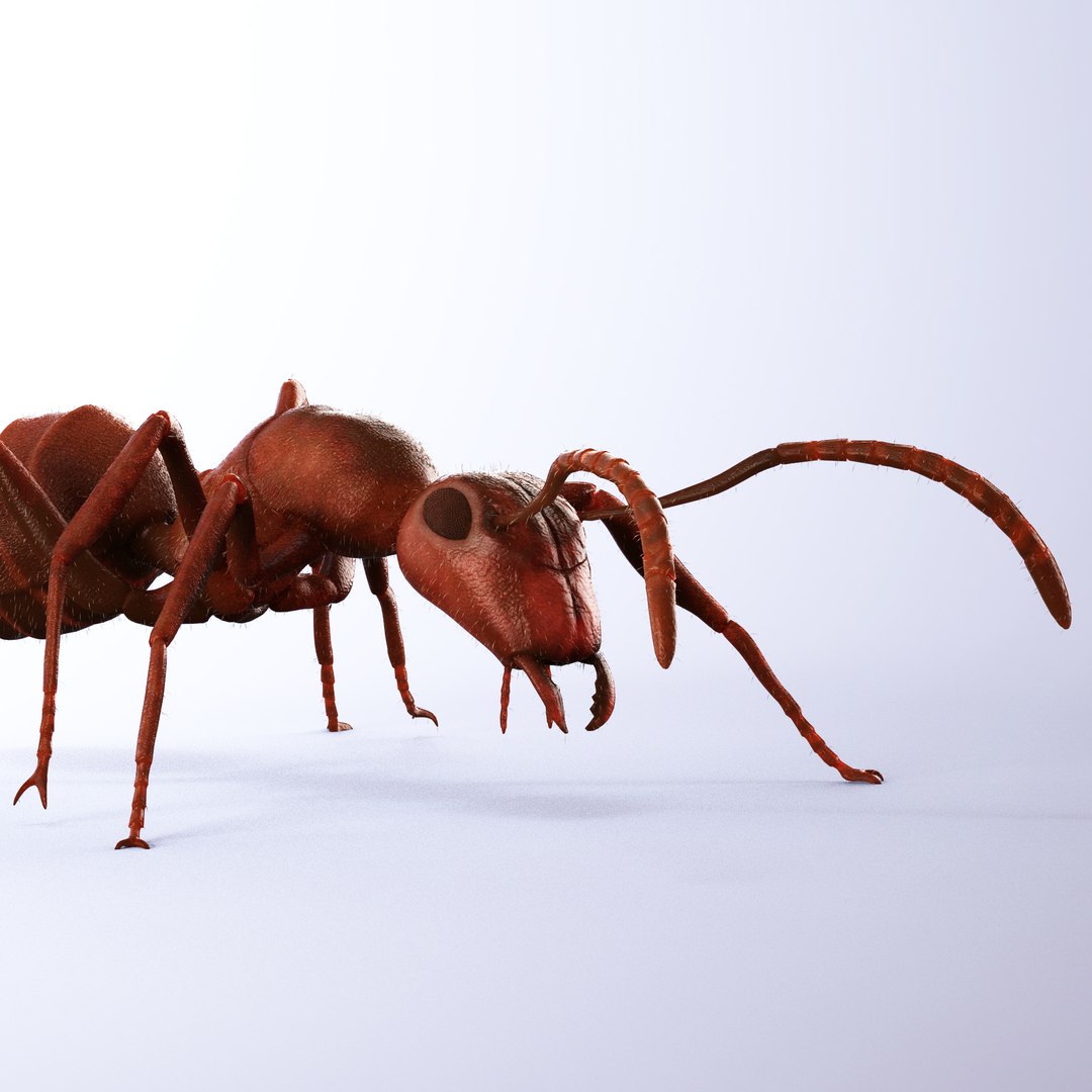 Ant Animations Model - TurboSquid 1381339