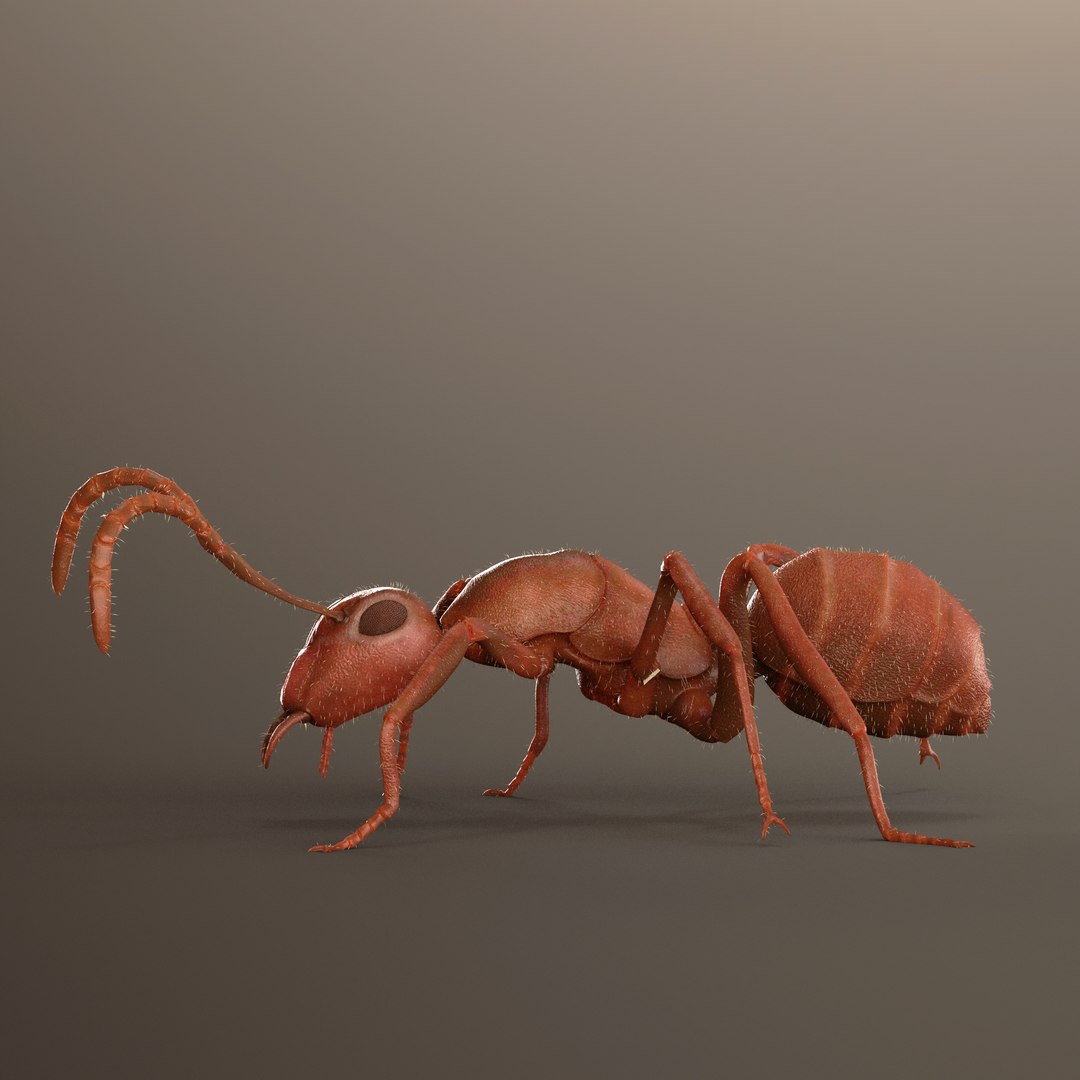 Ant Animations Model - TurboSquid 1381339